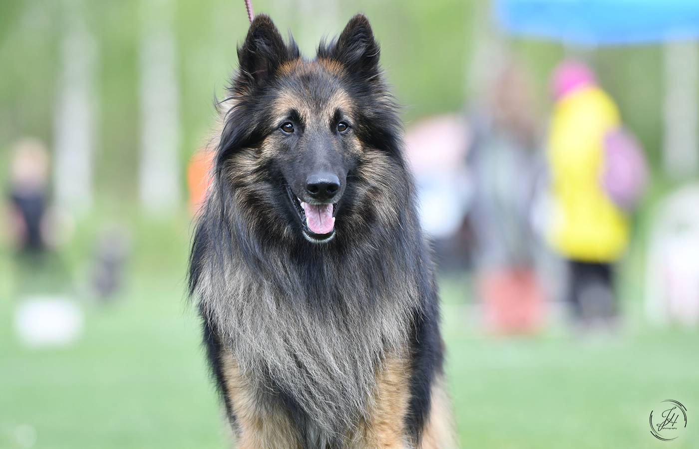 Aikataulut – Palveluskoiratapahtuma